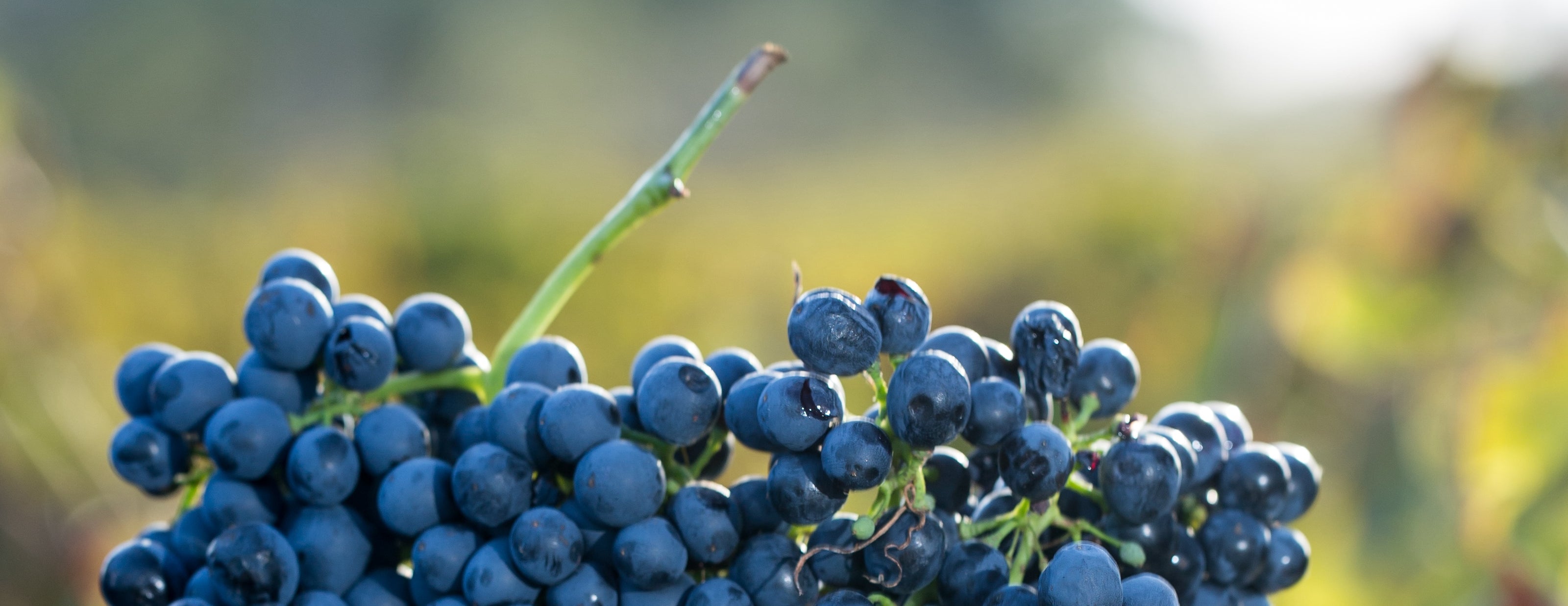 Current Vintage Wines